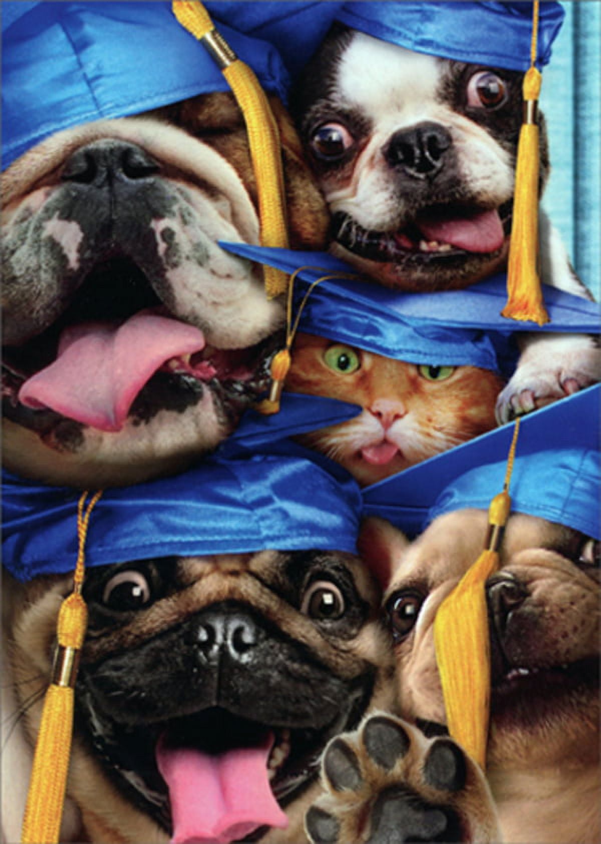 Avanti Press Dog and Cat Grads Squished Into Photo Booth Funny ...