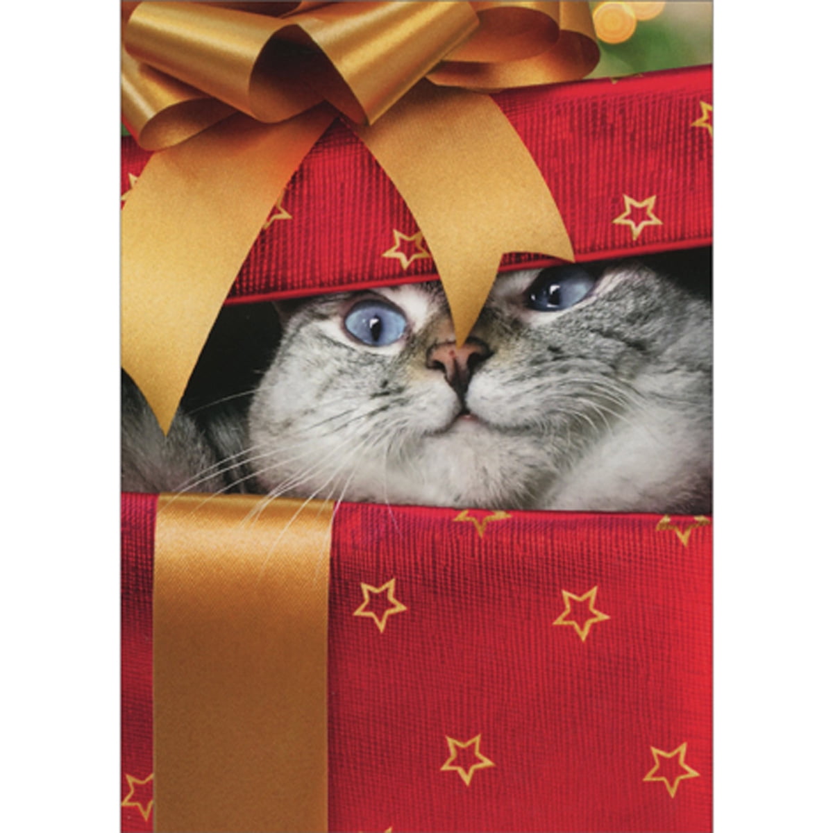 Avanti Press Gray Cat Peeking Out from Under Lid of Red Present with ...