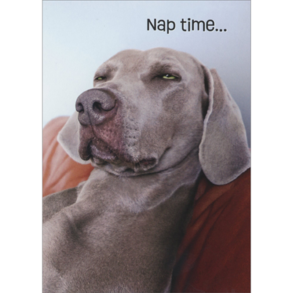 Avanti Press Gray Dozing Weimaraner: Nap Time Funny / Humorous Dog ...
