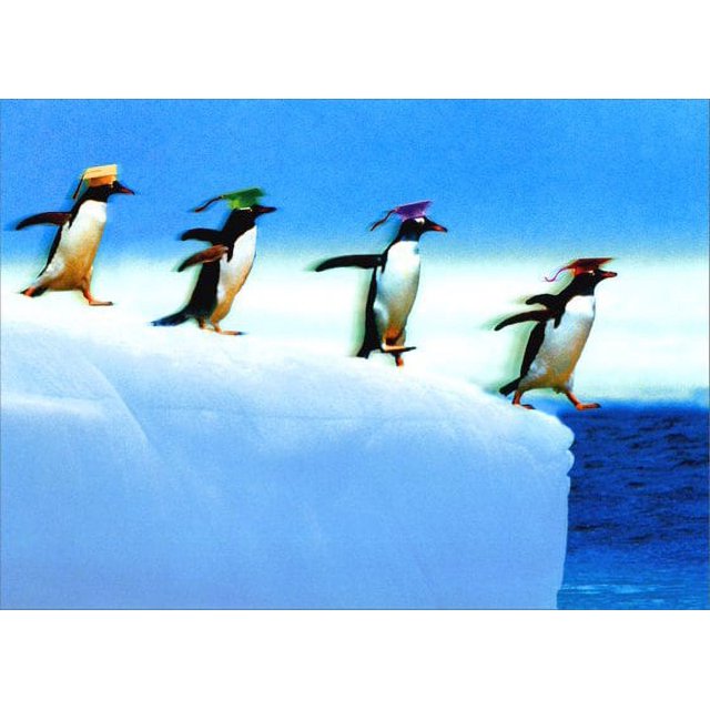 Avanti Press Line of Penguin Grads Graduation Congratulations Card ...