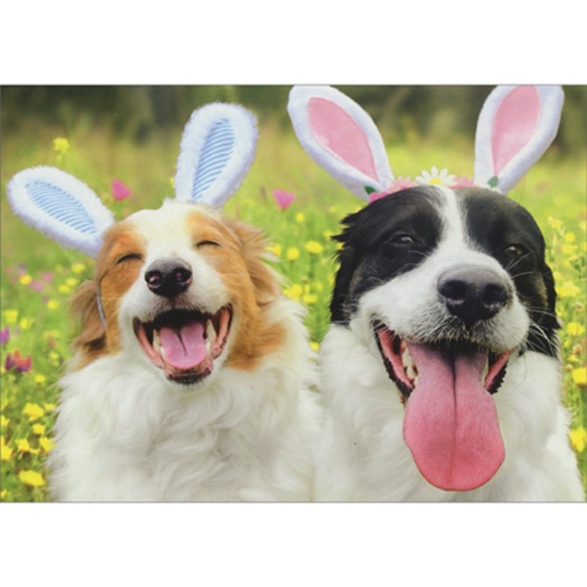Avanti Press Two Smiling Dogs Wearing White, Pink and Blue Bunny Ears ...