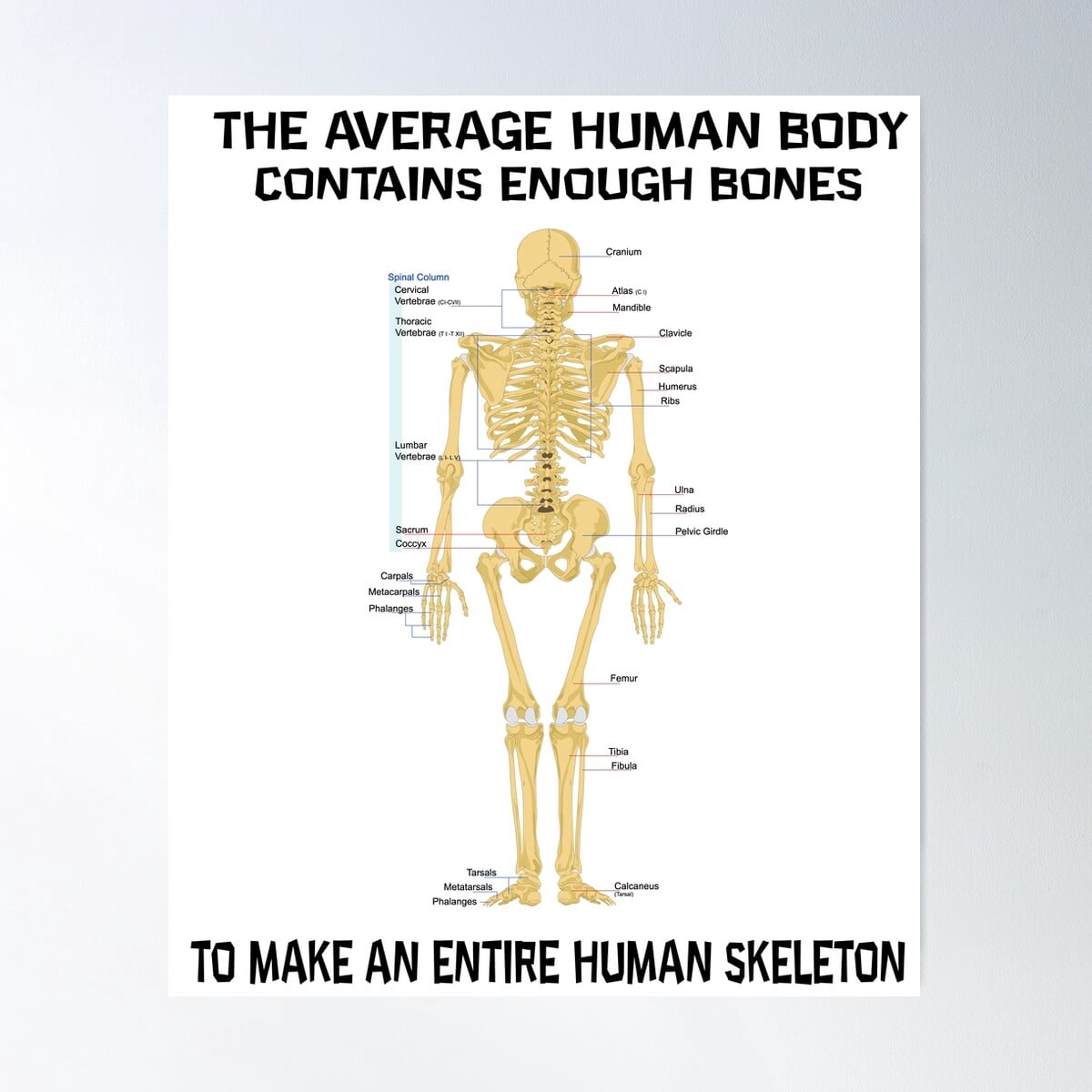 The Average Human Body Contains Enough Bones To Make An Entire Human ...