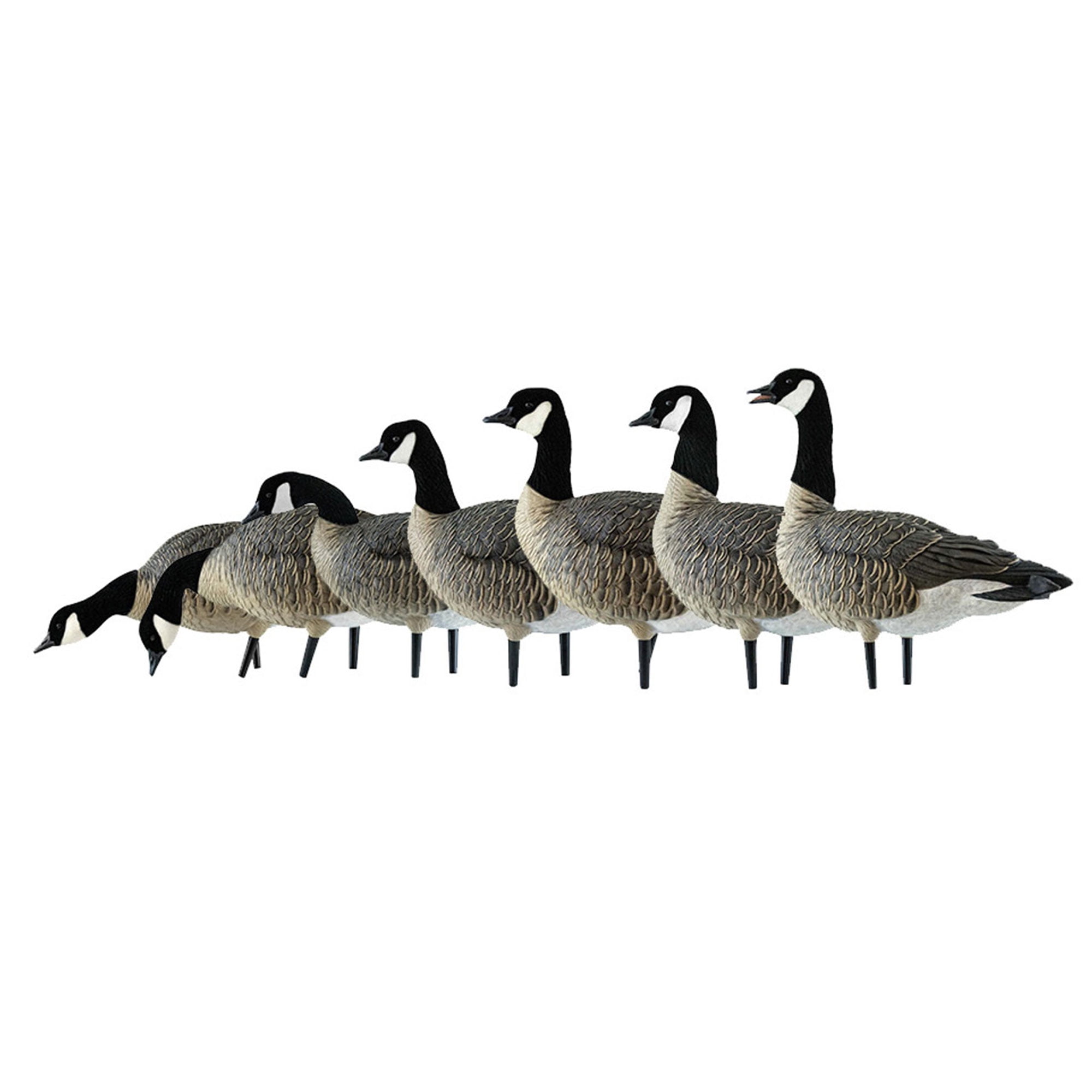 Avian-X AXF Hunting Lesser Goose Decoys Outfitter Pack, 12 Piece ...