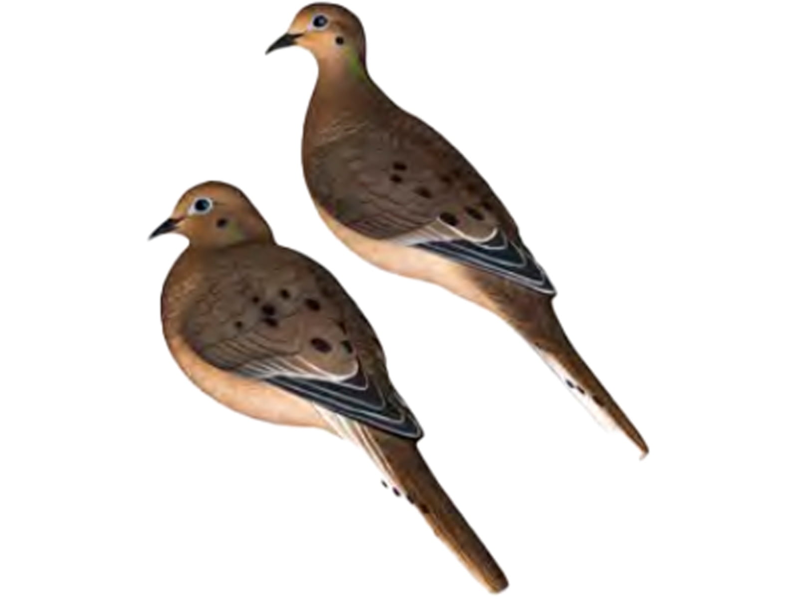 Avian X AXP Full Body Dove Decoys - Walmart.com