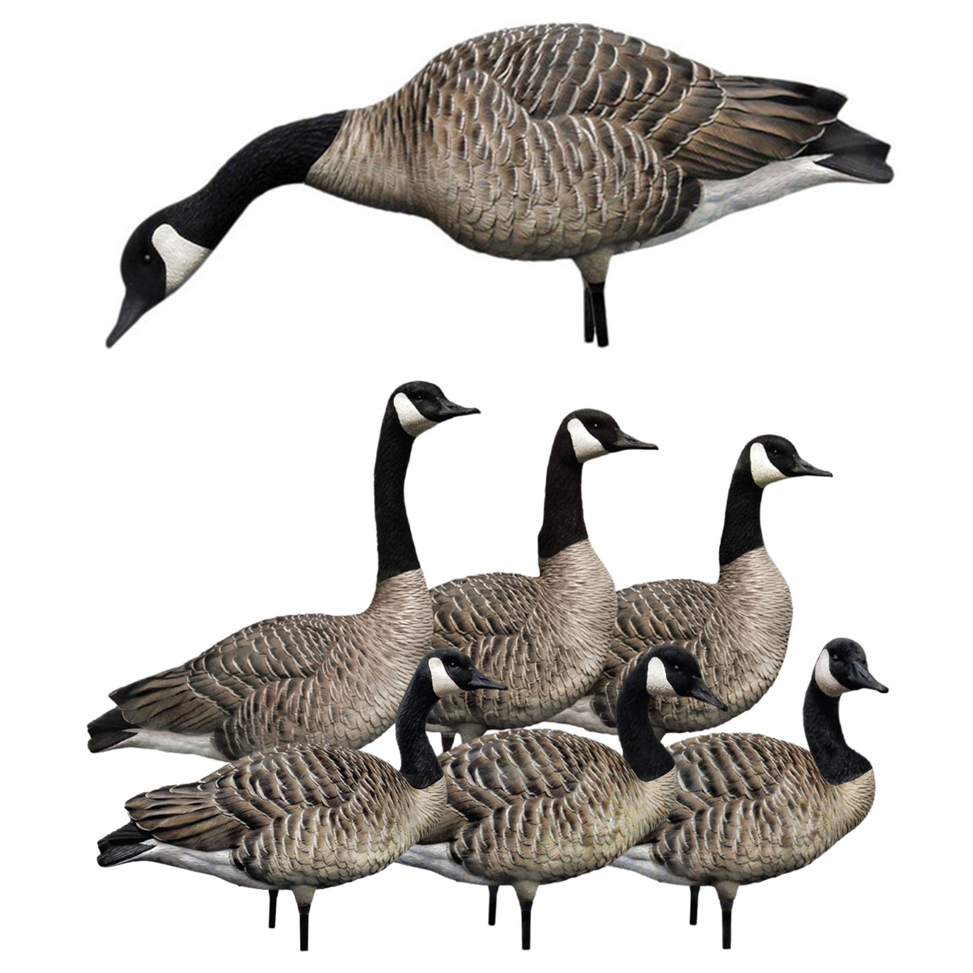 Avian X AXP Honkers Full Body Goose Decoy with AXP Sentry Walker Set ...