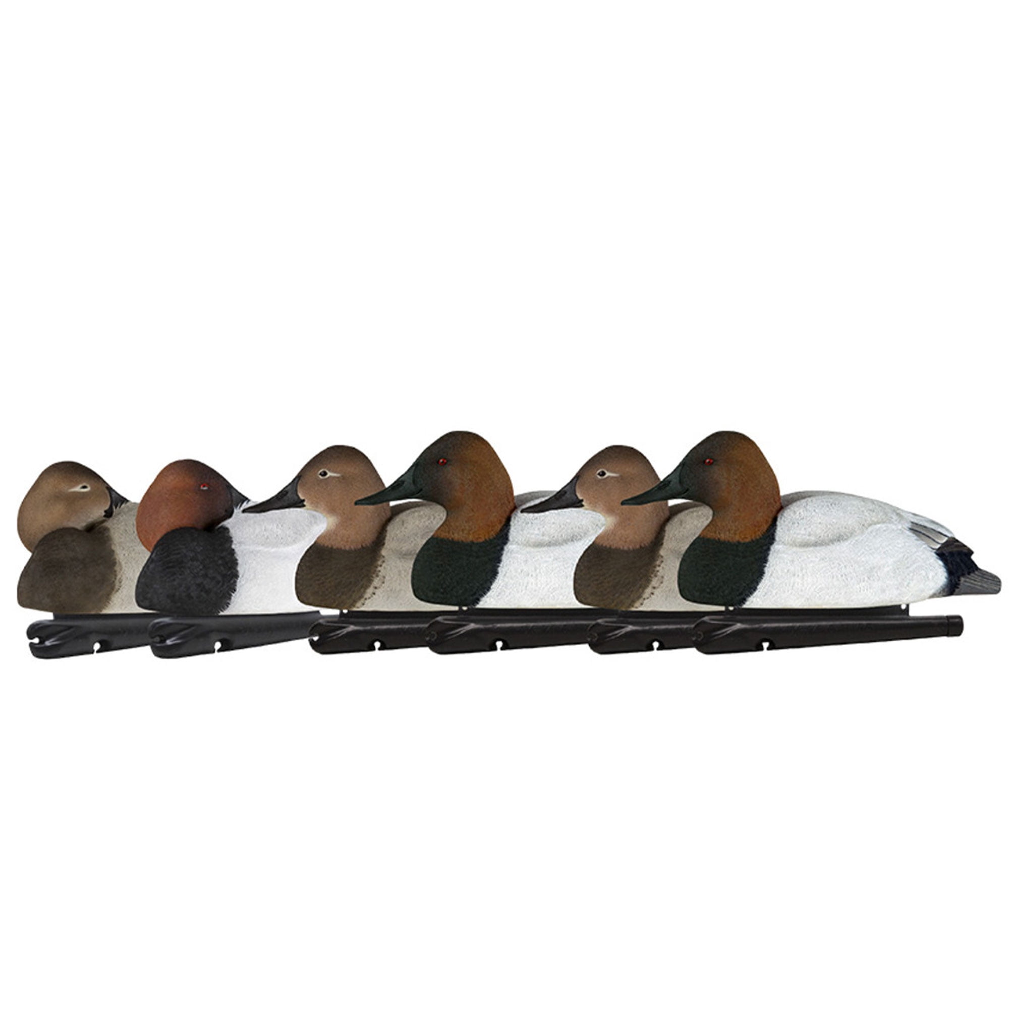 Avian X Topflight Canvasbacks Realistic Decoys, Set of 6, Multicolor ...