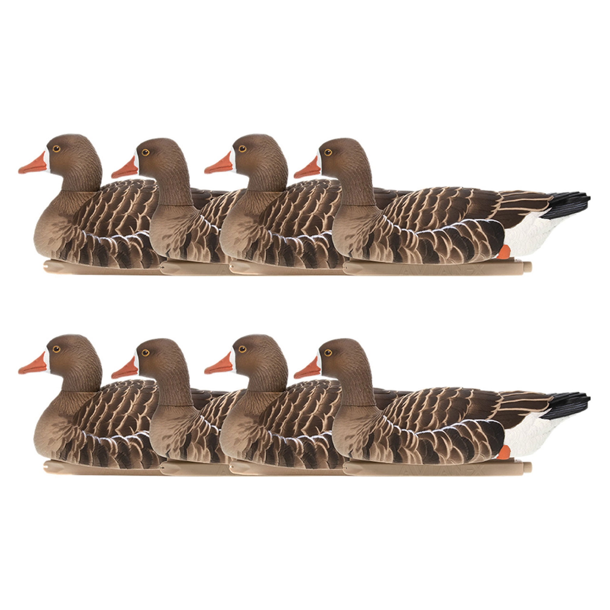 Avian X Topflight Specklebelly Goose Decoy w/ True to Life Postures, 8 ...