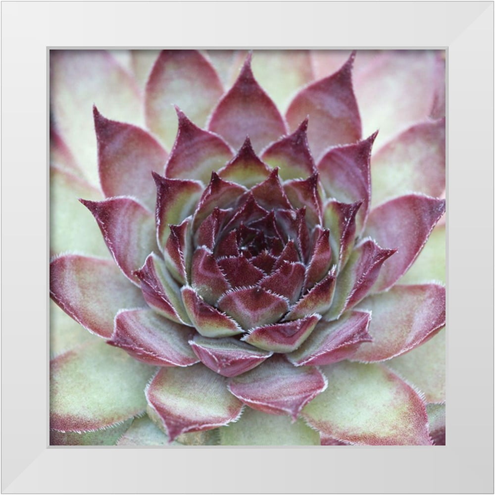 Avison 26x26 White Modern Wood Framed Museum Art Print Titled ...