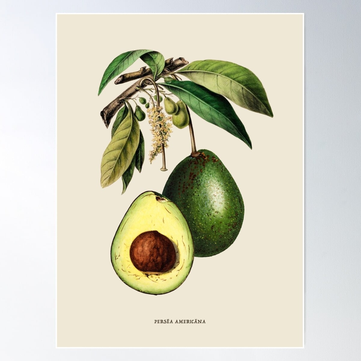 Avocado Antique Botanical Illustration Poster, 12x18 UNFRAMED - Walmart.com