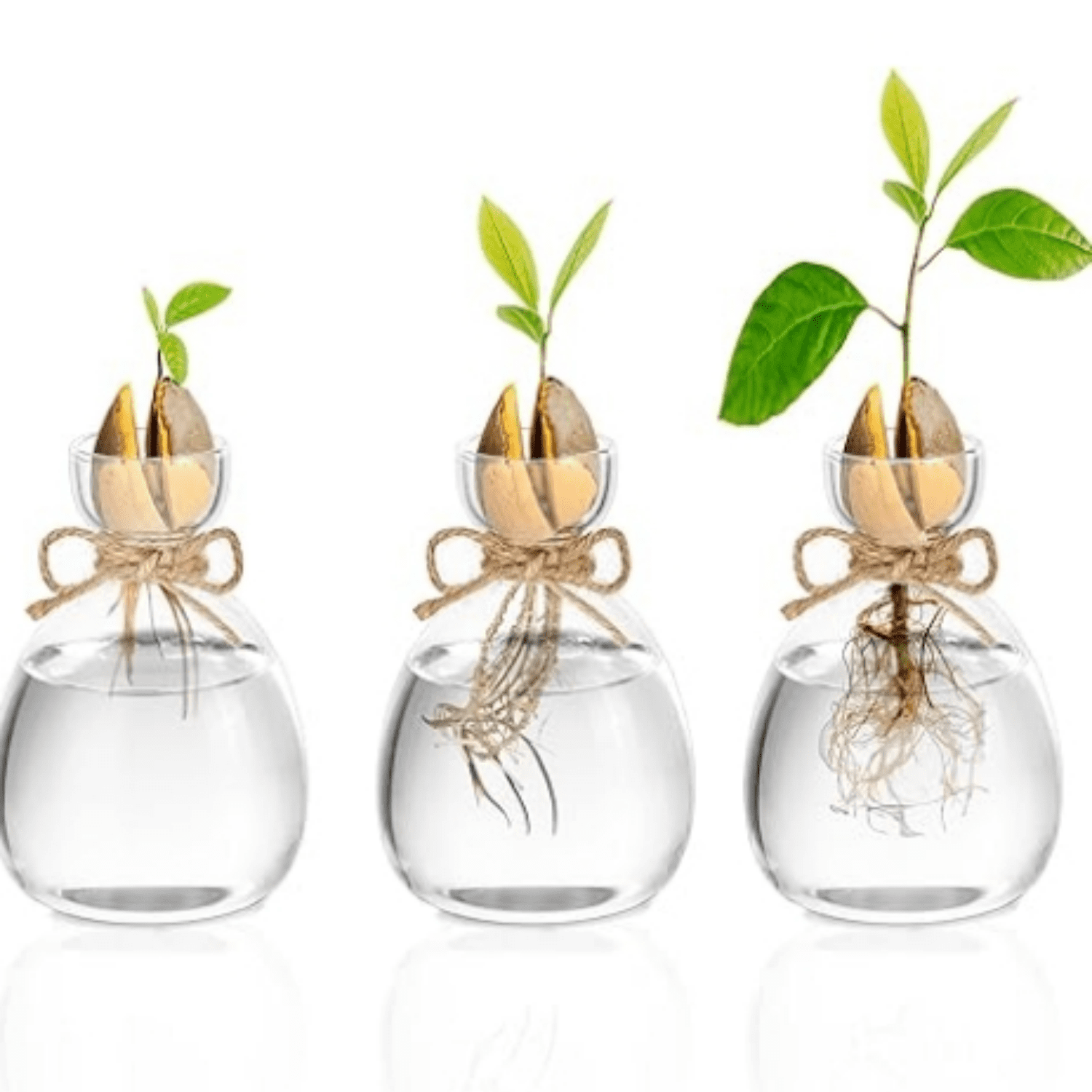 Avocado Glass Bud Vases: Acorn Bulb Forcing Vase Set of 3 Cute Clear ...