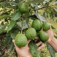 Avocado Hass Tree Live Plant Seedling Size 5-10 Inches in Tall, Cold ...