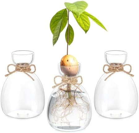 Avocado Seed Starter Vase: 3 Pcs Glass Avocado Tree Growing Kit Pot for ...