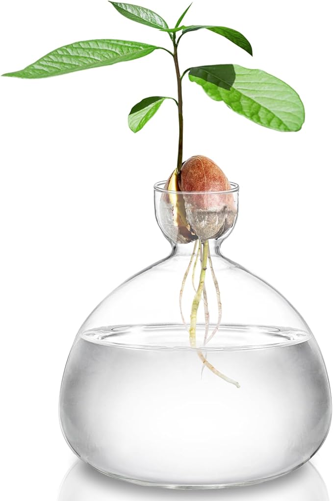 Avocado Seed Starter Vase, Avocado Tree Growing Kit, Clear Grow Plant ...