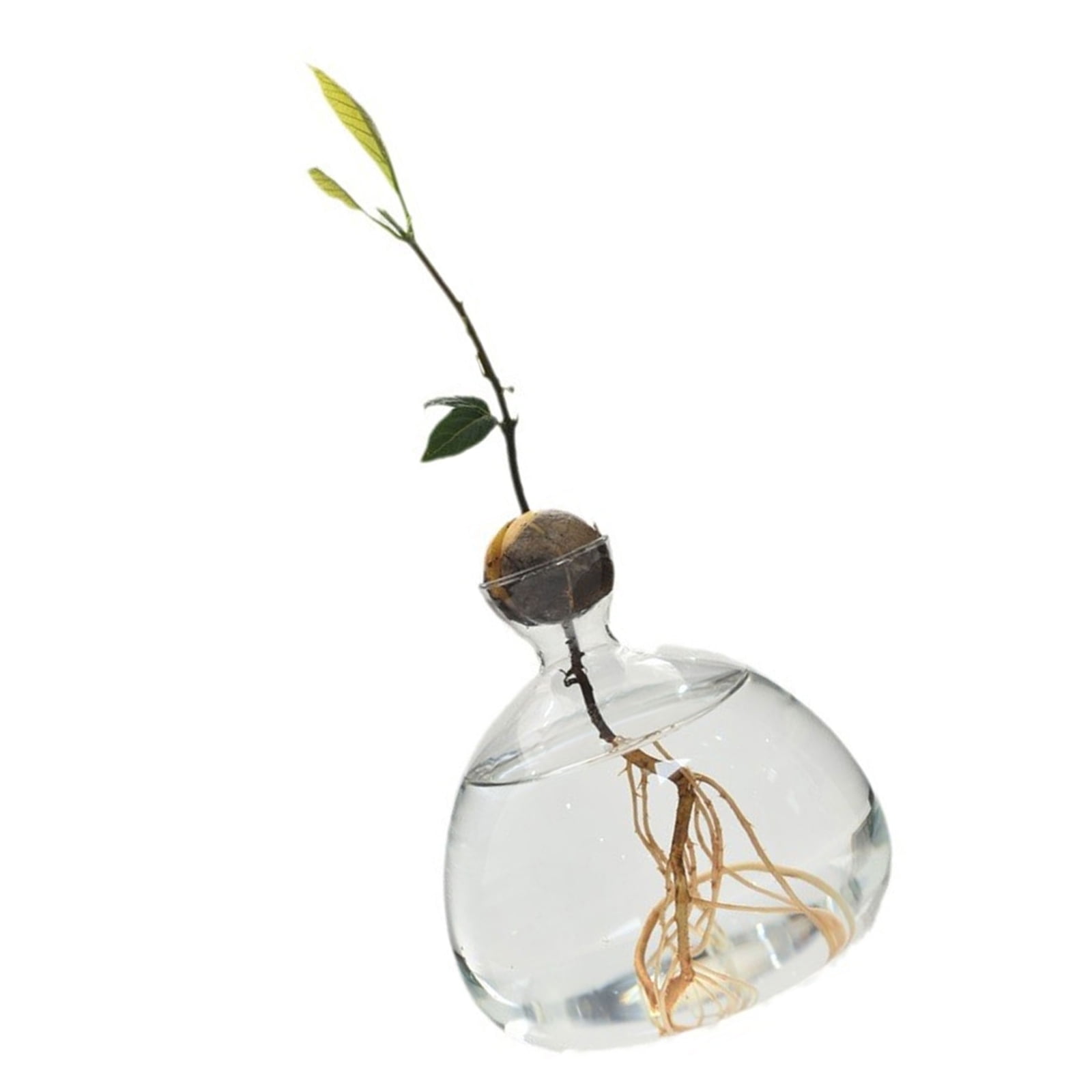 Avocado Starter Vase Hydroponic Glass Planter Avocado Tree Growing Vase ...
