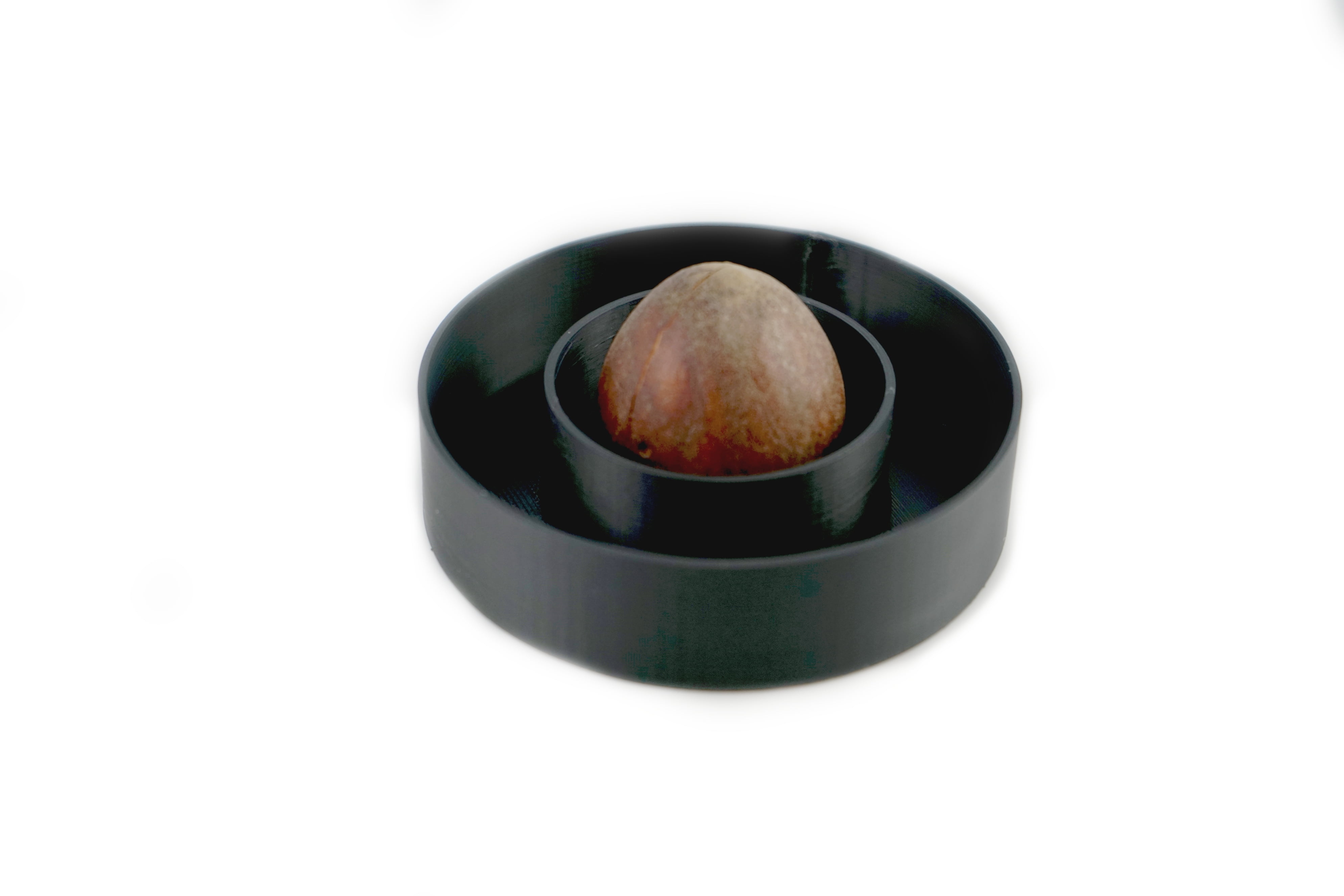 Avocado Tree Growing Bowl Pit Grower Boat Float Grow Your Own Heirloom ...