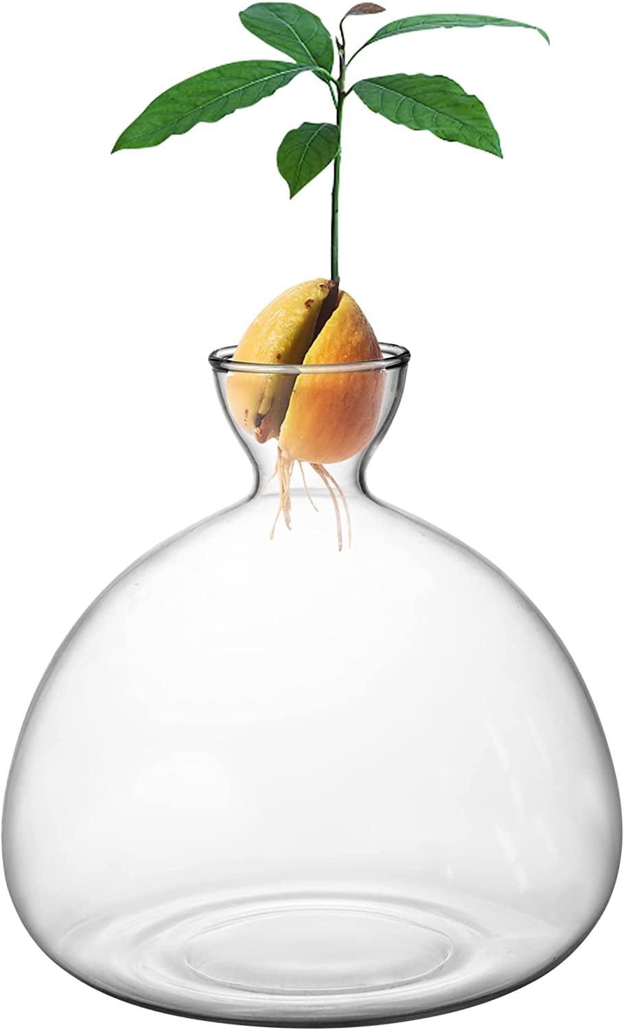 Avocado Tree Growing Kit,Avocado Seed Starter Vase,Glass Plant Pot with ...