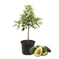 Avocado Tree Live Plant, Large Round Avocado Plants Live in 3 Gallon ...