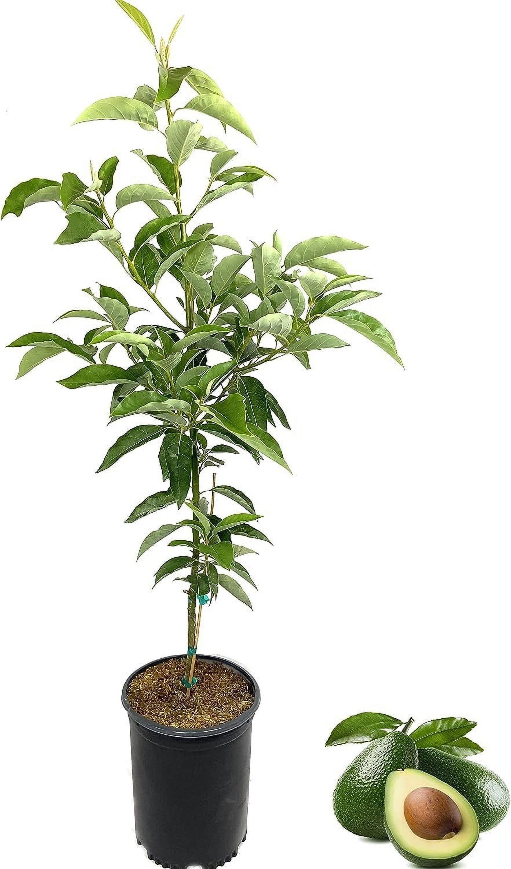 Live Indoor Avocado Tree in 3 Gallon Pot - Grower's Choice for Patio ...