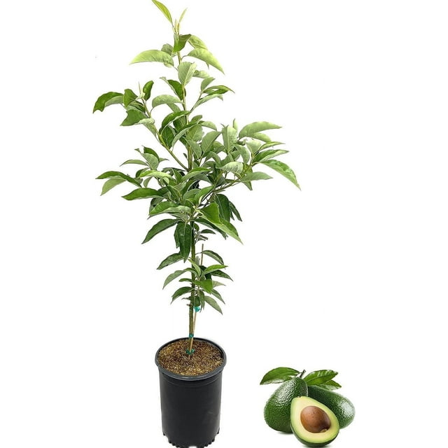 Live Indoor Avocado Tree in 3 Gallon Pot - Grower's Choice for Patio ...