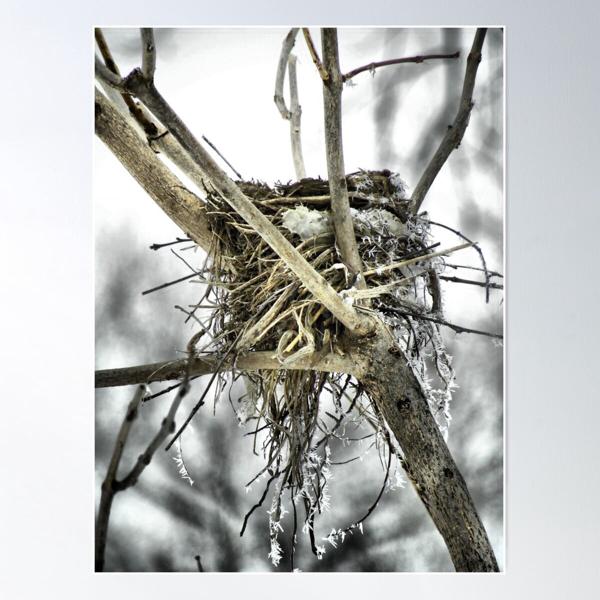 Awaiting The Arrival Of Spring Poster Wall Art, Modern Wall Decor For ...