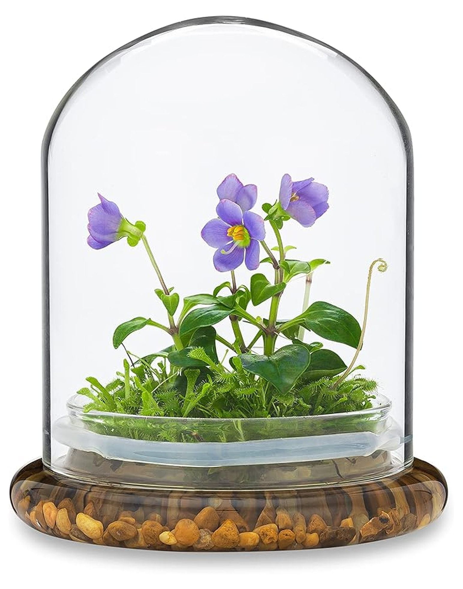 Award Winning: Persian with Sundew Moss - Live Flower Terrarium in Self ...