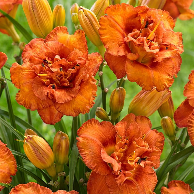 Awesome Luck Daylily Flower Roots - 3 Daylilies Per Pack - Huge Blooms ...
