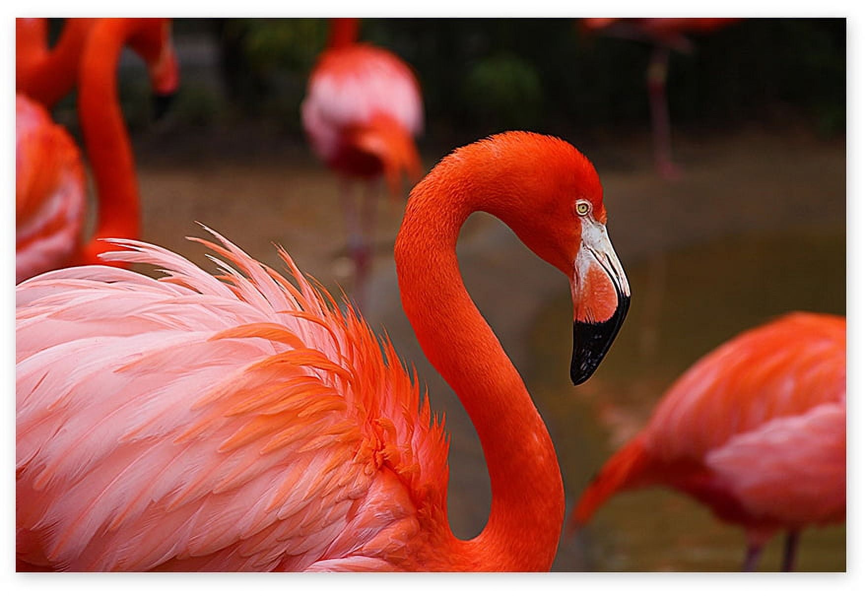 Awkward Styles Beautiful Flamingo Picture Pink Room Wall Art Girls Room ...
