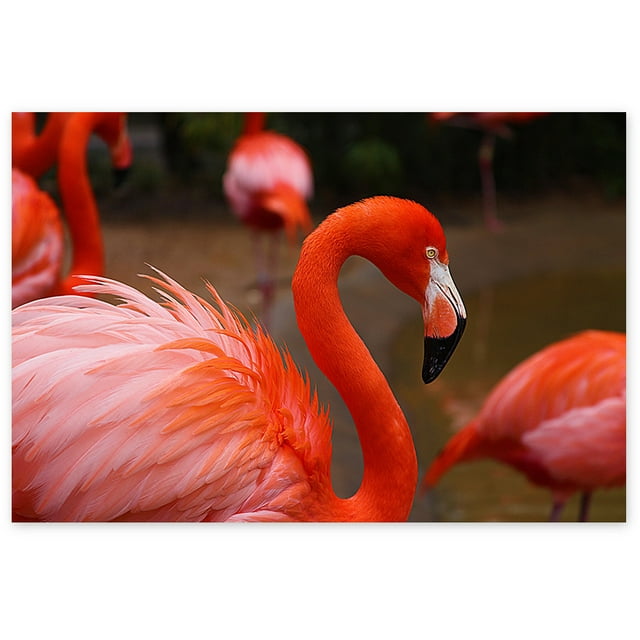 Awkward Styles Beautiful Flamingo Picture Pink Room Wall Art Girls Room ...