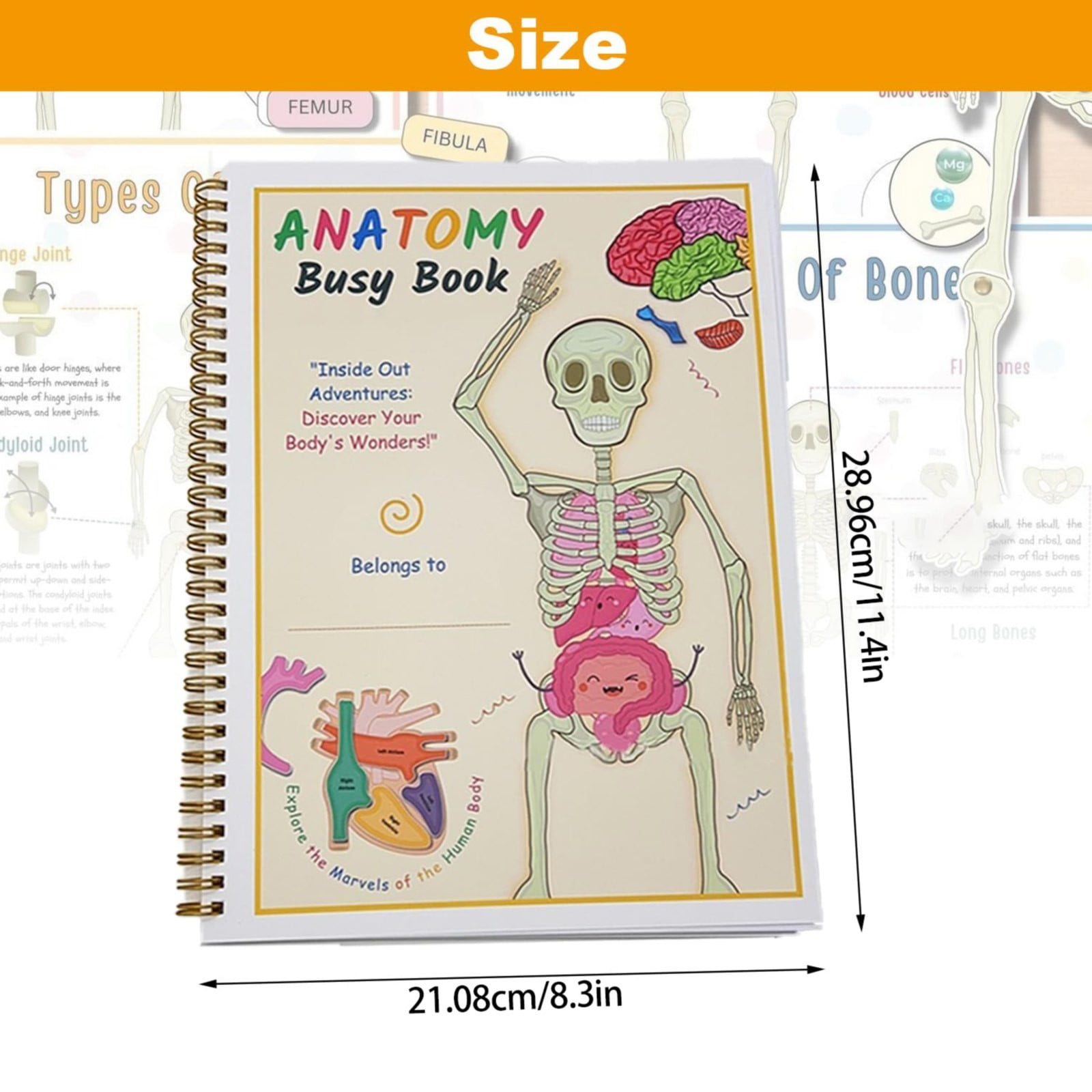 Awuniuwahuman Anatomy Busy Book, Anatomy For Kids, Busy Book For Kids ...