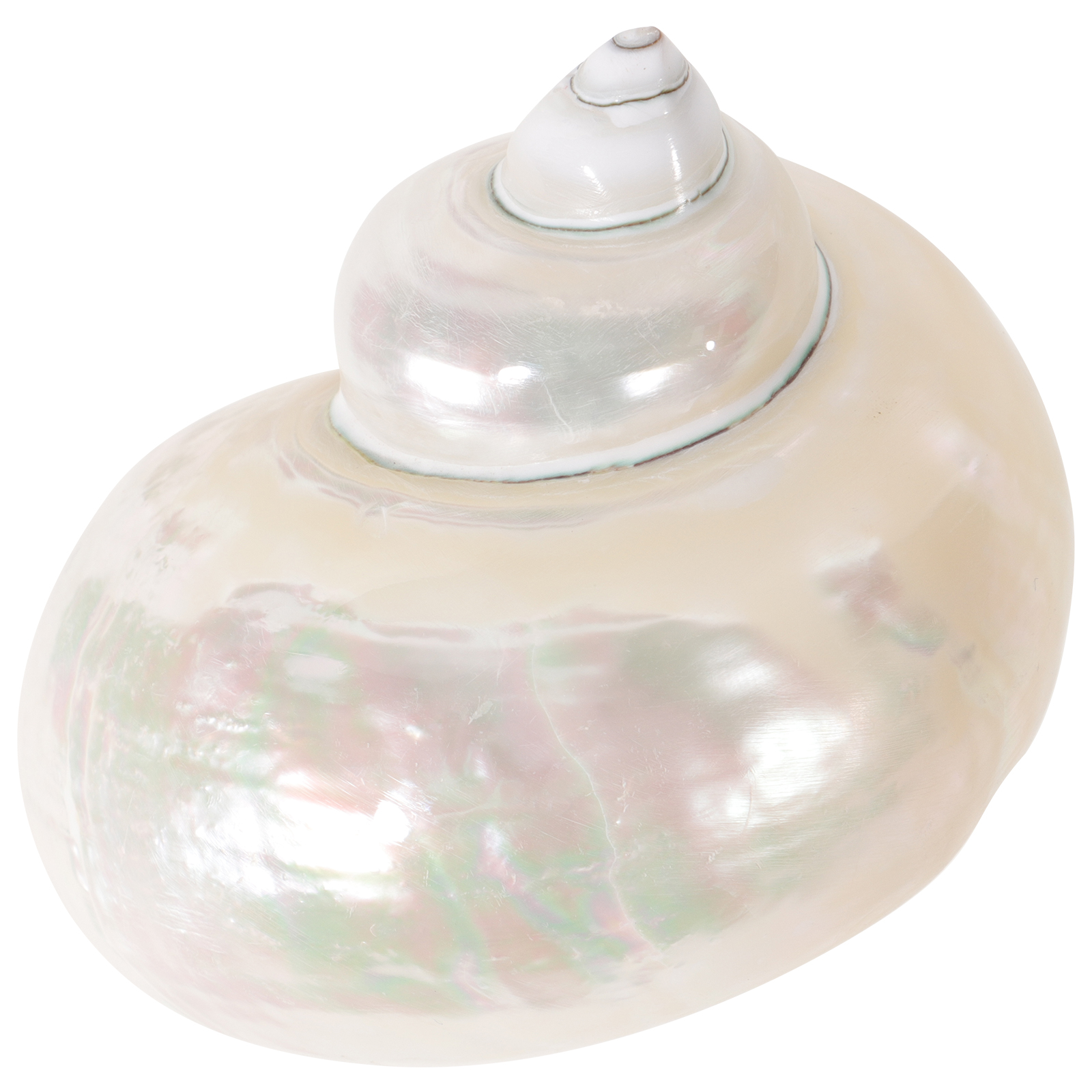 Axio Hermit Crab Shell Sea Conch Hand Painting Conch Hermit Crab House ...