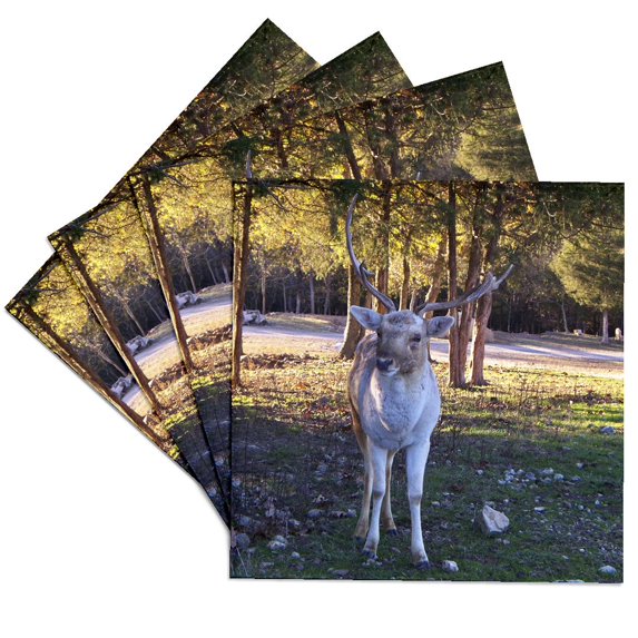 3drose, Axis Deer, Set of 4 Ceramic Tile Coasters - Walmart.com