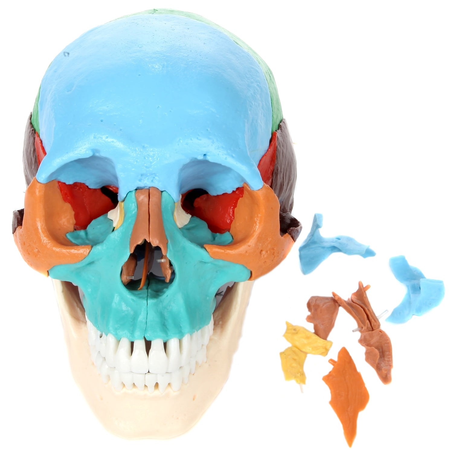 Axis Scientific 22-Part Painted Human Skull Model, Molded from a Real ...