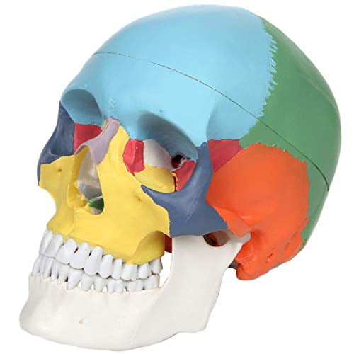 Axis Scientific 3-Part Didactic Human Skull Model, Life Size Painted ...