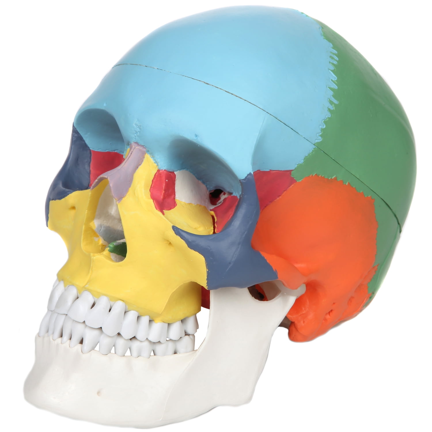 Axis Scientific 3-Part Didactic Human Skull Model, Life Size Painted ...