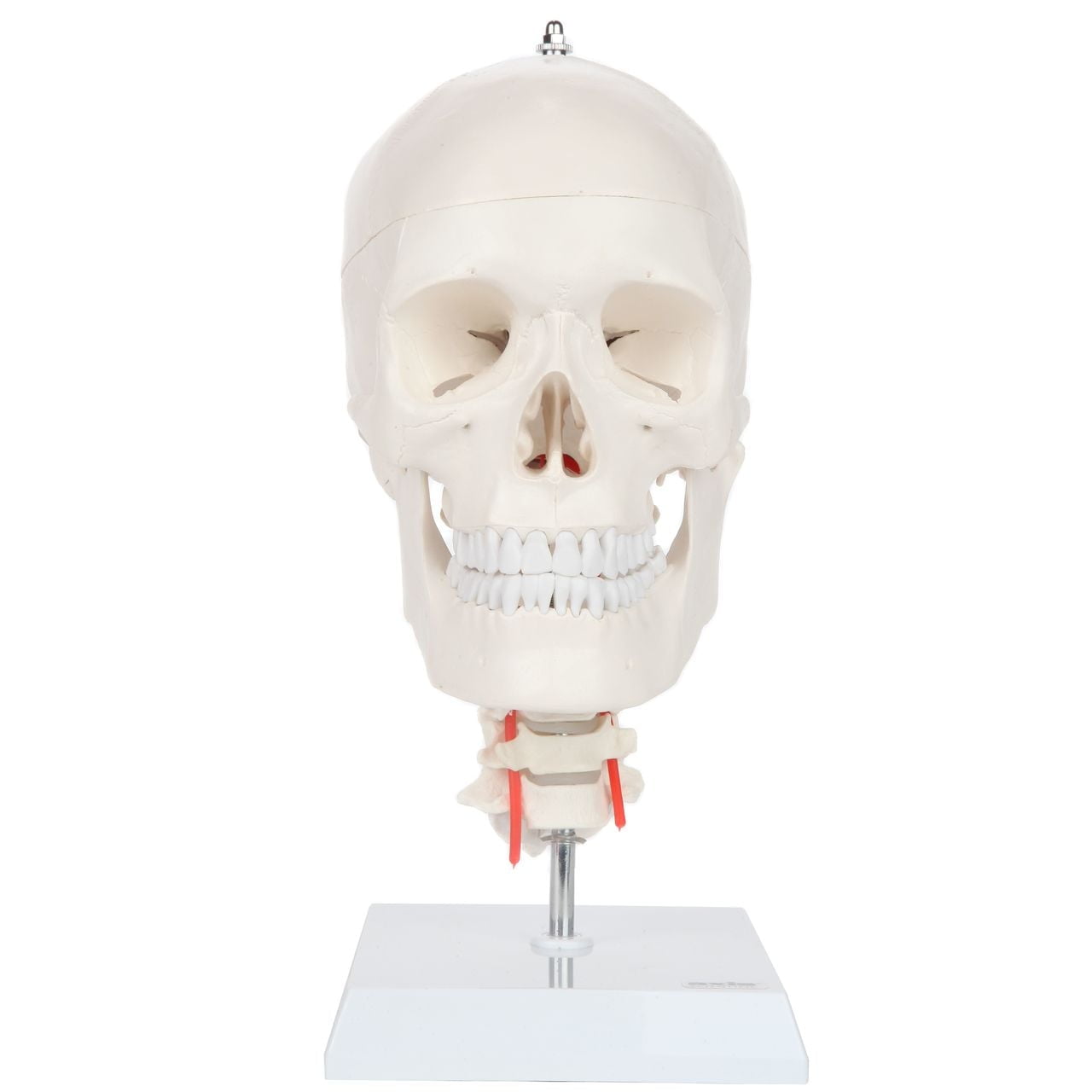 Axis Scientific Human Skull Model with Flexible Neck - Walmart.com