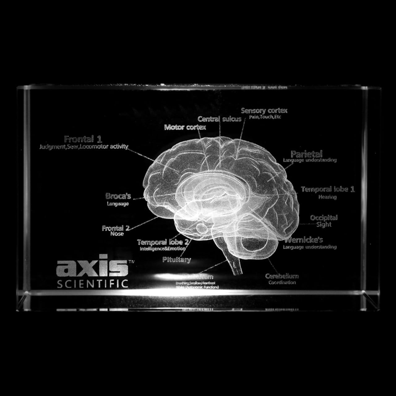 Axis Scientific 3D Etched Glass Human Brain Model - Made from Thick ...
