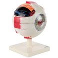 Axis Scientific 5X Enlarged Human Eye Model, Eyeball Anatomy, Multi ...
