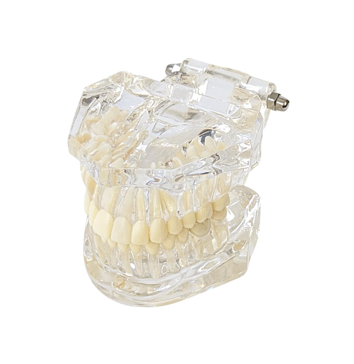 Axis Scientific Adult Clear Jaw Model with Healthy Teeth - Detailed ...