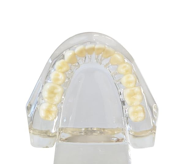 Axis Scientific Adult Clear Jaw Model with Healthy Teeth - Detailed ...