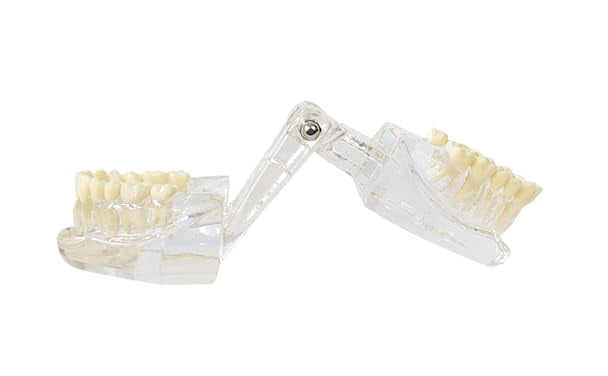 Axis Scientific Adult Clear Jaw Model with Healthy Teeth - Detailed ...