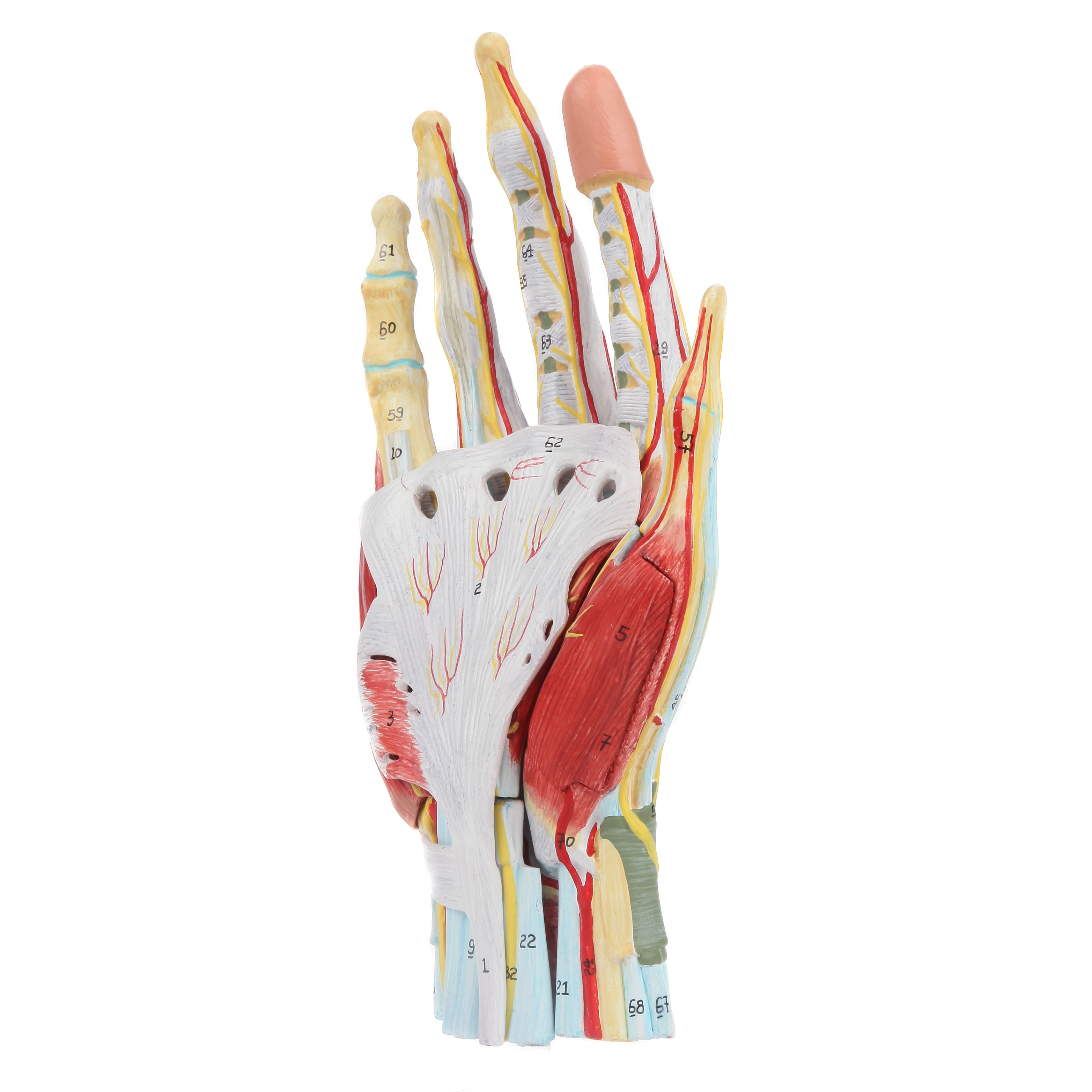 Axis Scientific Anatomy Model of Hand with Muscles, Ligaments, Nerves ...