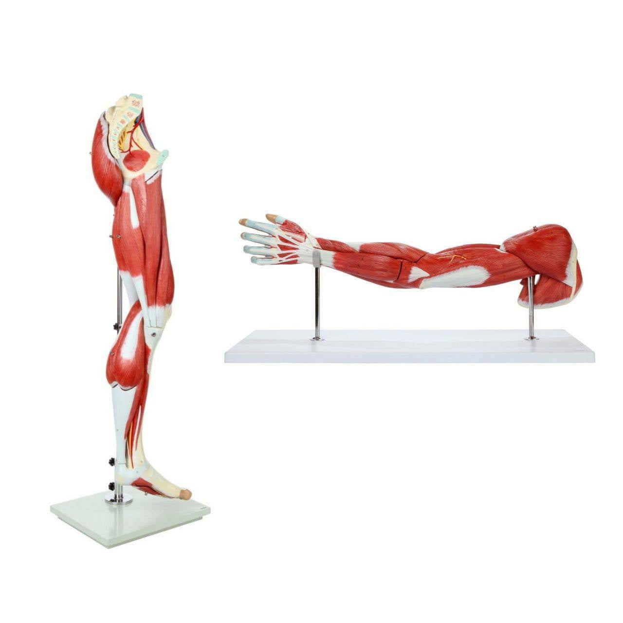 Axis Scientific Arm and Leg Musculature Anatomy Model Set - Scientific ...