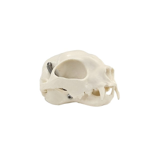 Axis Scientific Cat Skull Anatomy Model, Natural Size, Articulated ...