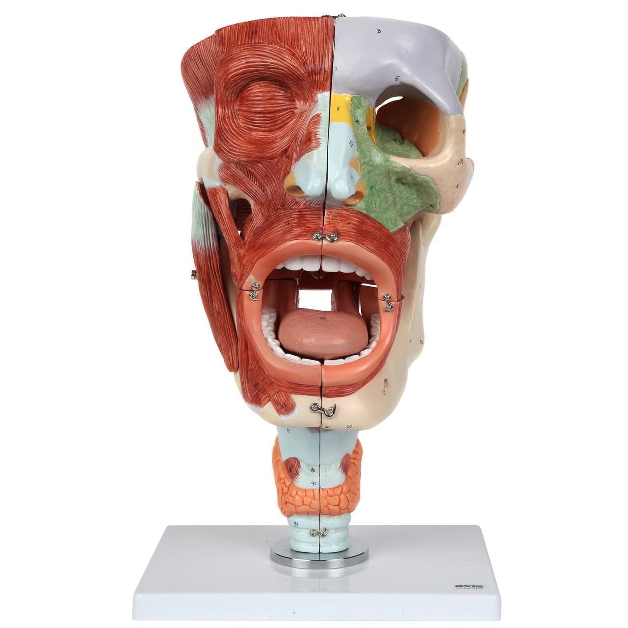 Axis Scientific Cavities of The Nose, Mouth, and Throat with Larynx ...