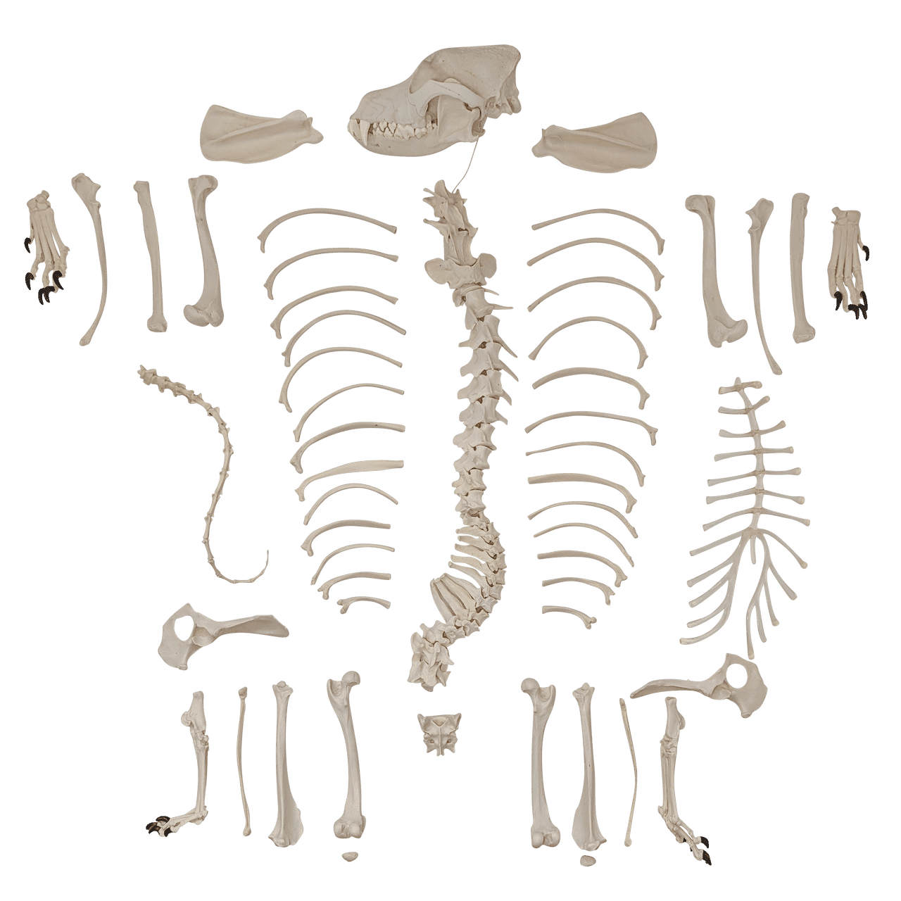 Axis Scientific Disarticulated Dog Skeleton Anatomy Model Perfect for ...