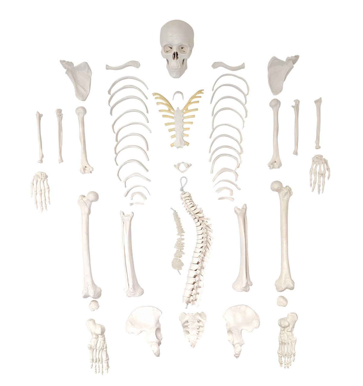 Axis Scientific Disarticulated Miniature Human Skeleton for Anatomy ...