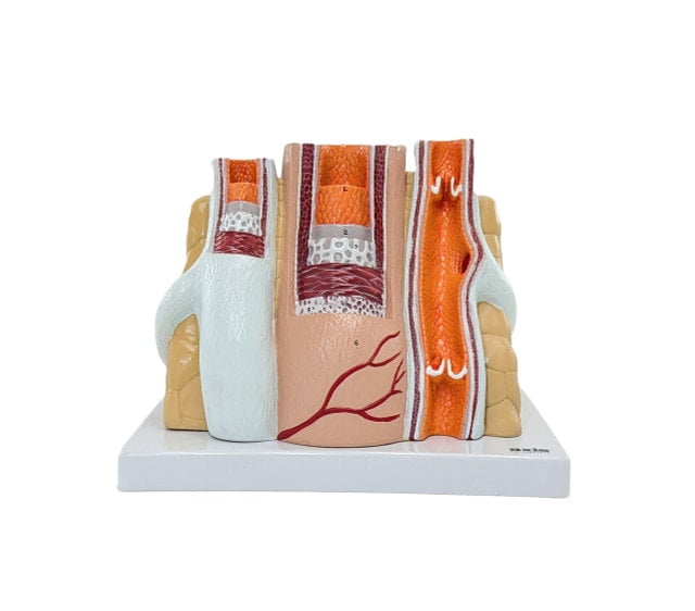 Axis Scientific Enlarged Artery and Vein Anatomy Model - Human anatomy ...