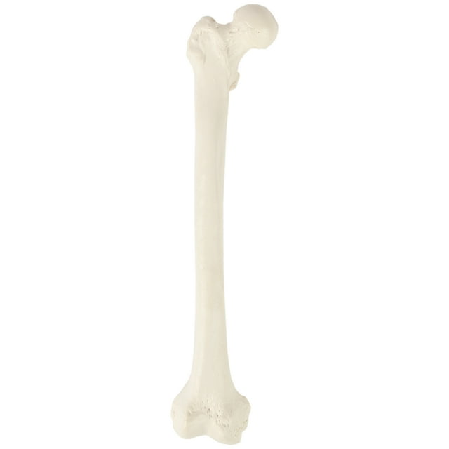 Axis Scientific Femur Bone Model, Right, Cast from a Real Human Femur ...