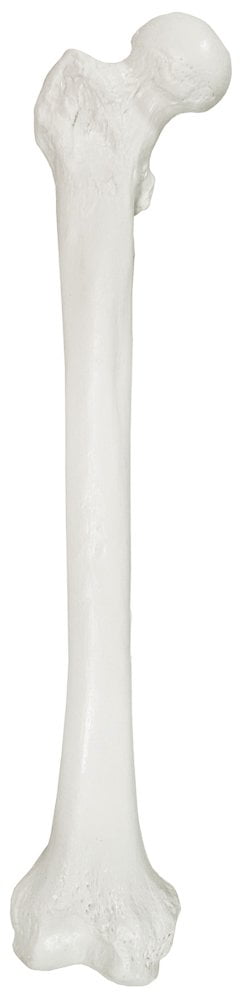 Axis Scientific Femur Bone Model | Right | Cast from a Real Human Femur ...