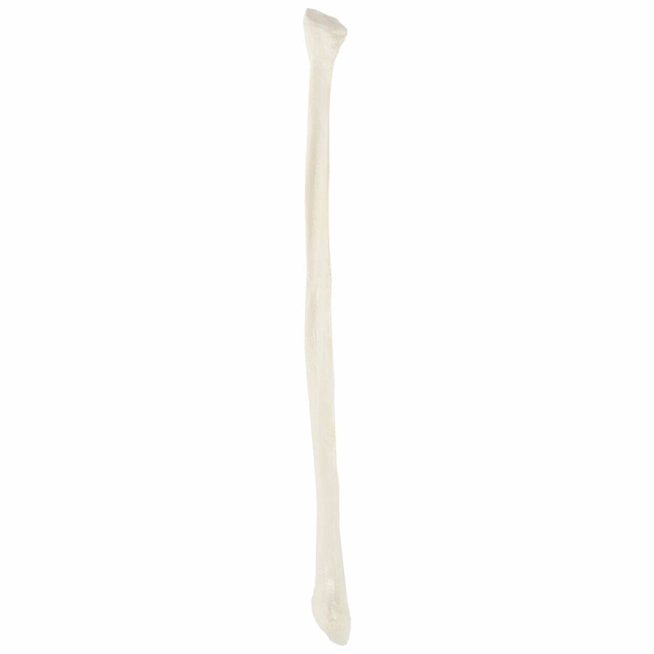 Axis Scientific Human Fibula Bone Model - Left, Cast from Real Human ...